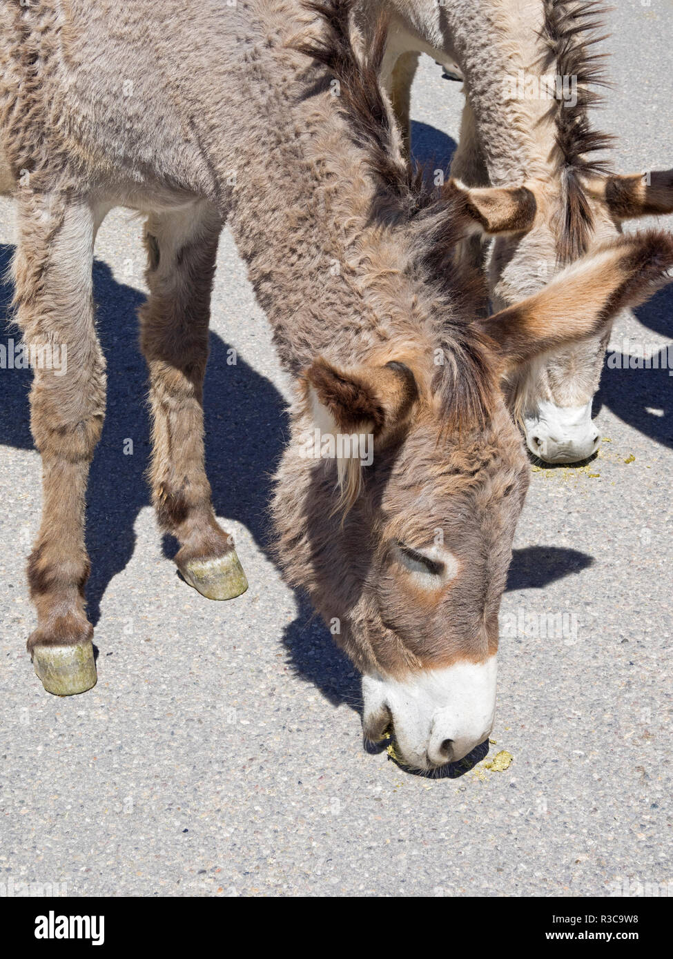 Old gold mining town hi-res stock photography and images - Alamy