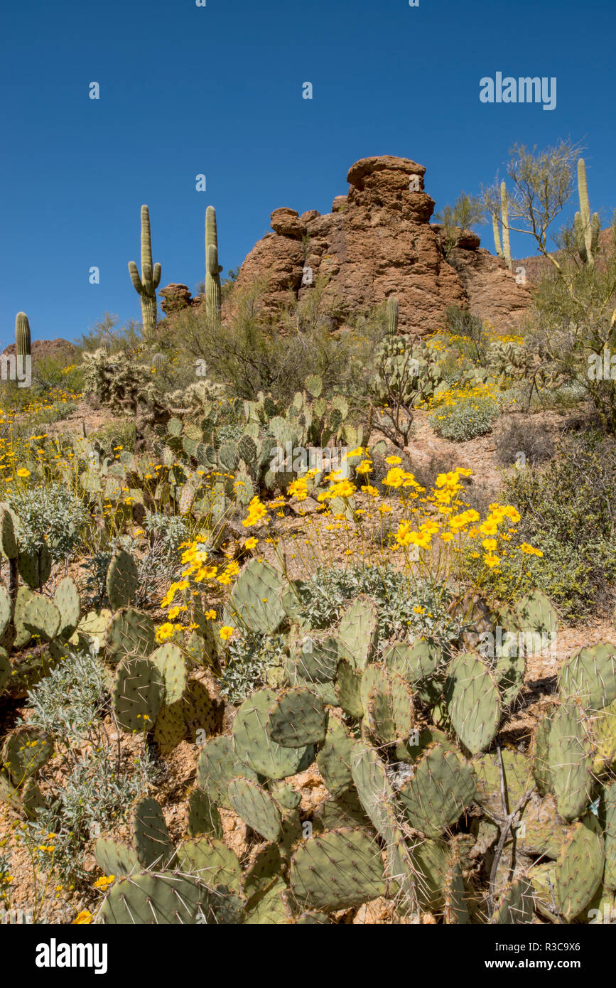Tucson mountain park hi-res stock photography and images - Alamy