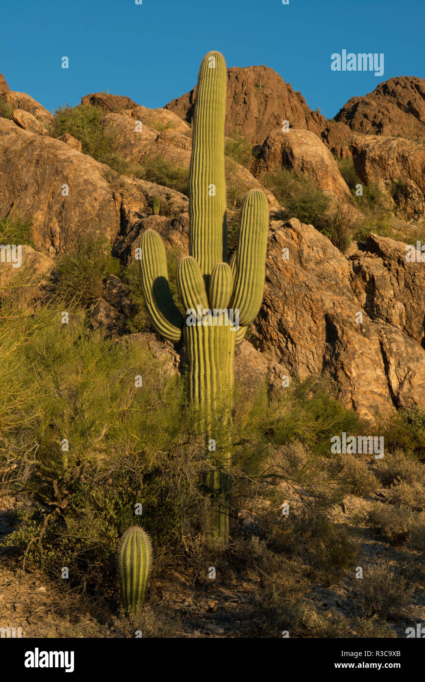 Arizona cat hi-res stock photography and images - Alamy