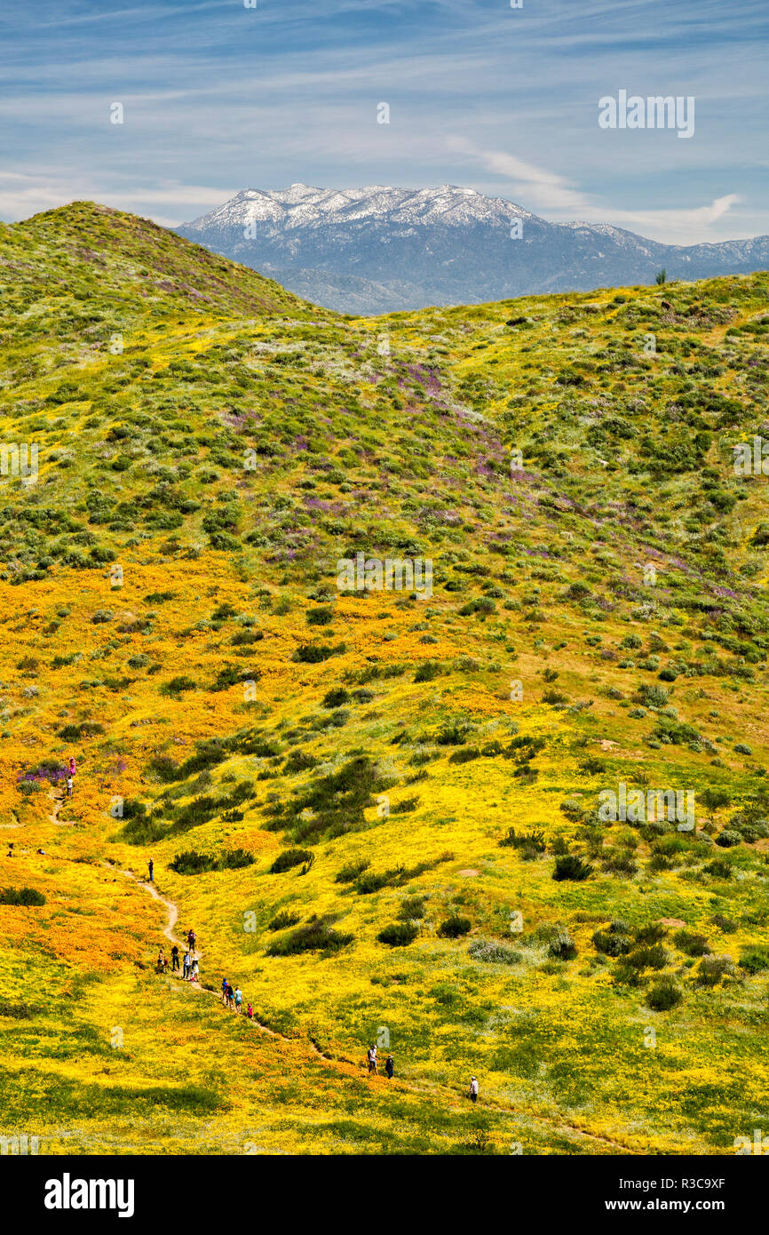 USA, California, Hemet. Visitors hike the Wildflower Trail at Diamond ...