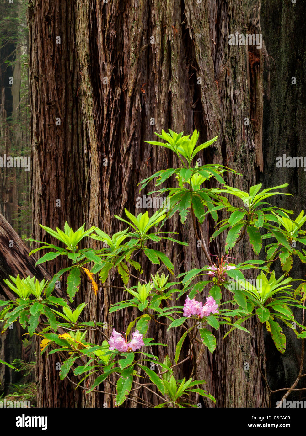 USA, California, Redwood National and State Parks. Redwood trees and ...