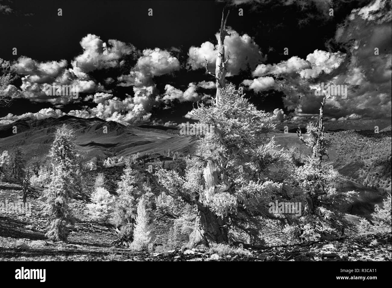 Infrared view of ancient bristlecone pines, White Mountains, California ...