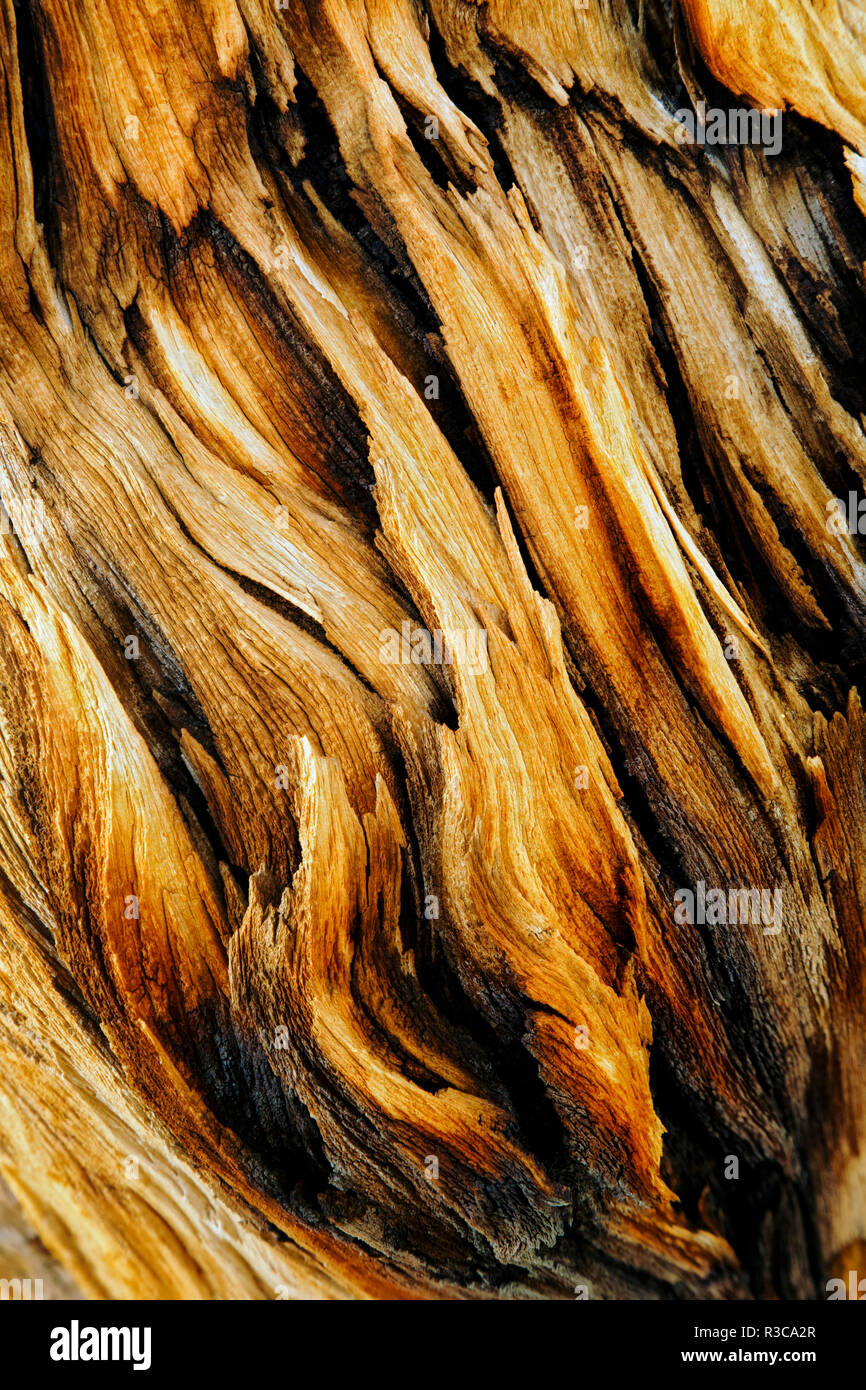 Bark close-up of ancient bristlecone pine, White Mountains, Inyo County ...