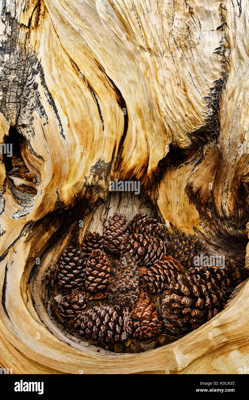 Ancient Bristlecone pine cones caught in cavity in trunk of tree, White ...