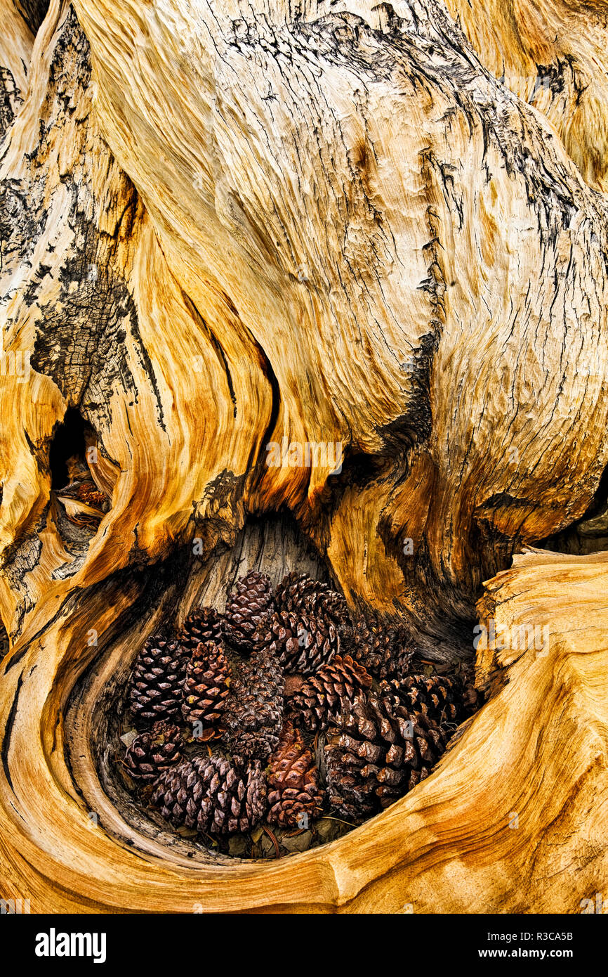Ancient Bristlecone pine cones caught in cavity in trunk of tree, White ...
