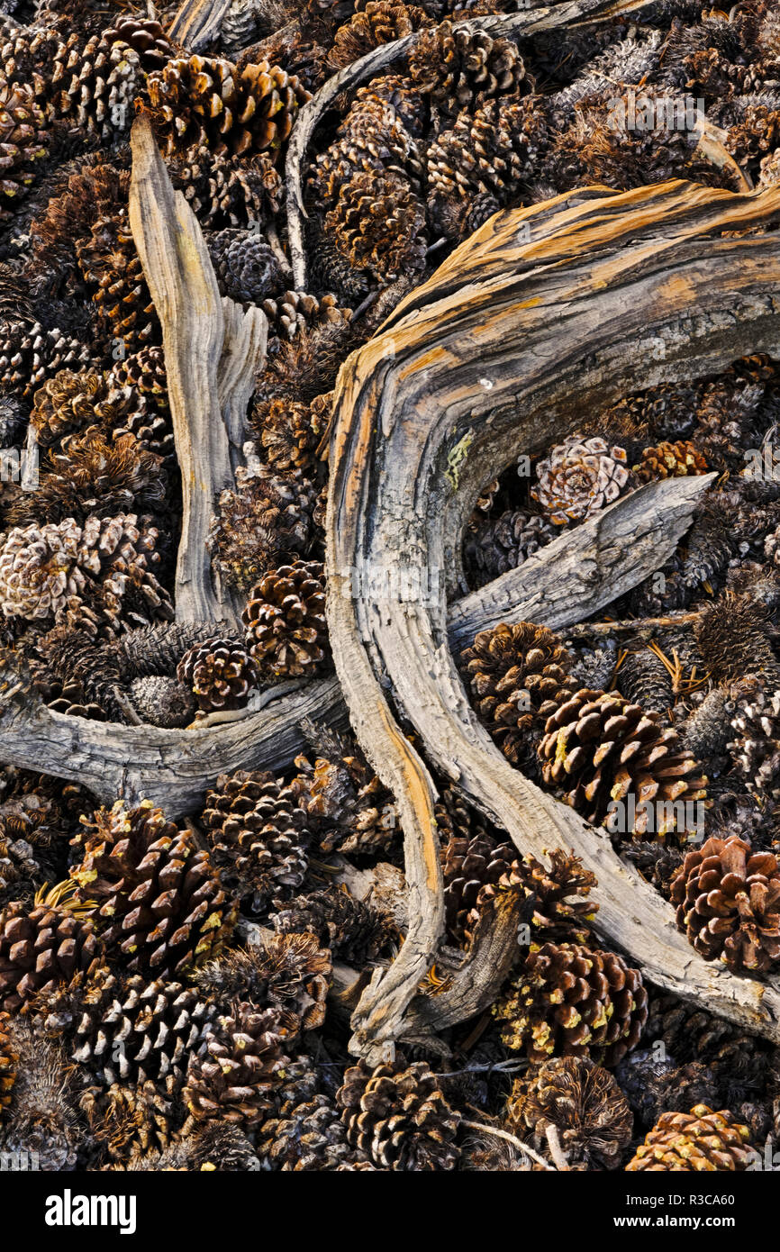 Dead branches and pine cones from ancient bristlecone pine tree, White ...