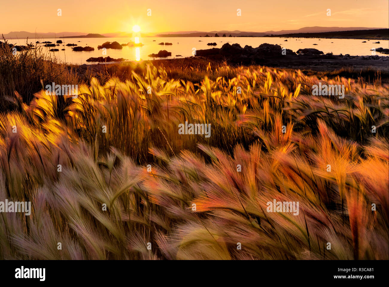 Foxtail grass and Mono Lake at sunrise, Great Basin, Eastern Sierra ...