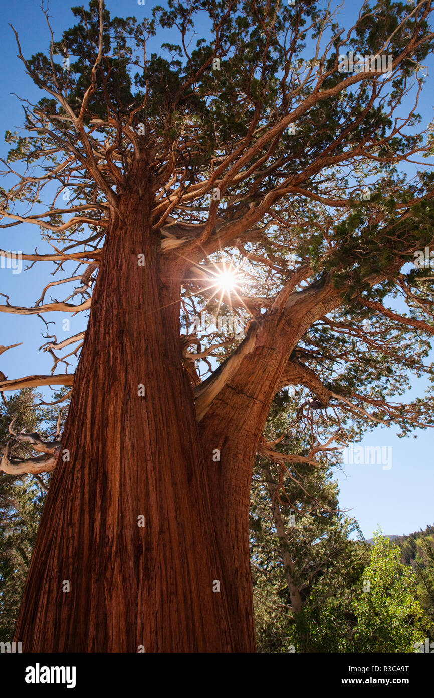 Sierra Juniper High Resolution Stock Photography and Images - Alamy