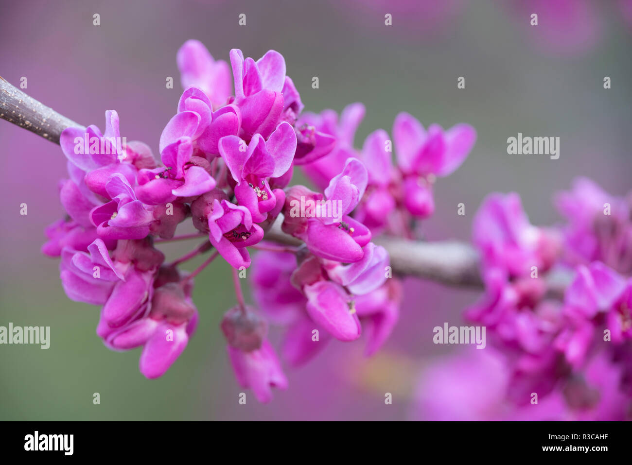 California. A Western redbud tree, Cercis occidentalis, blooms in early ...