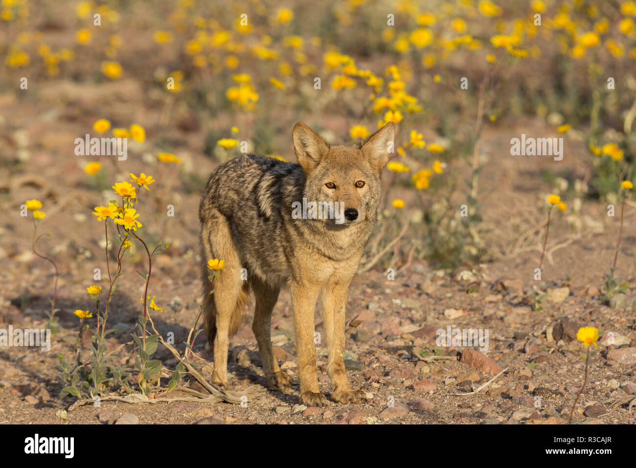 Coyote stands in the midst of yellow desert sunflowers in Death Valley ...