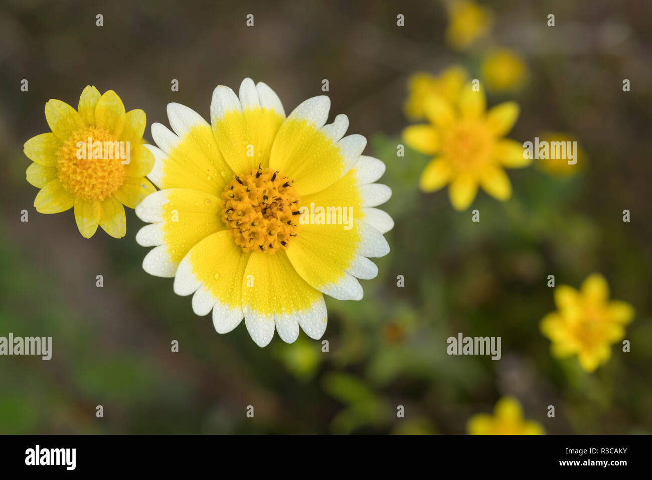 A Tidy tip, Layia platyglossa, blooms alongside Goldfields, in the ...