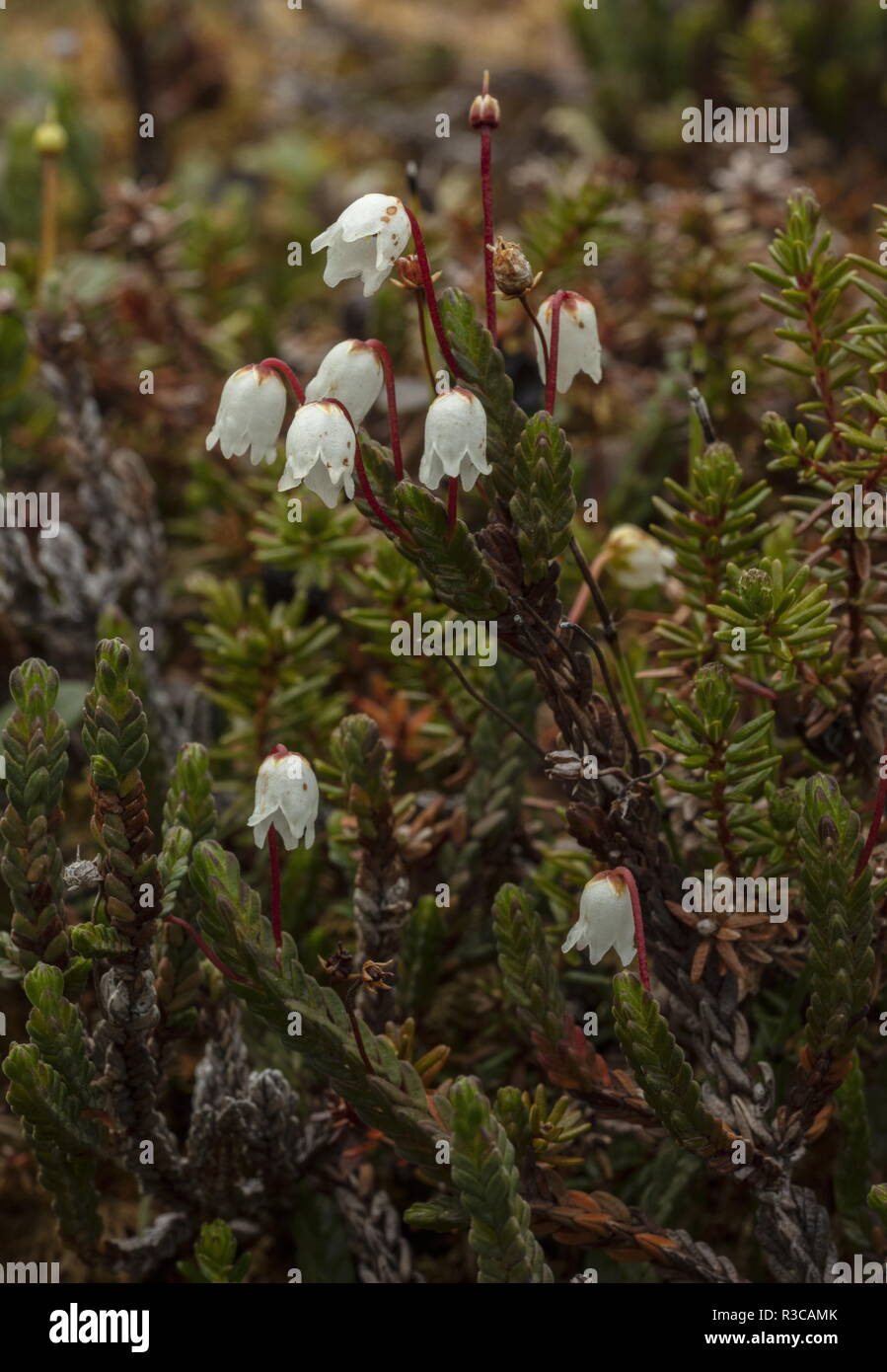 Arctic bell-heather, white Arctic mountain heather, Arctic white ...