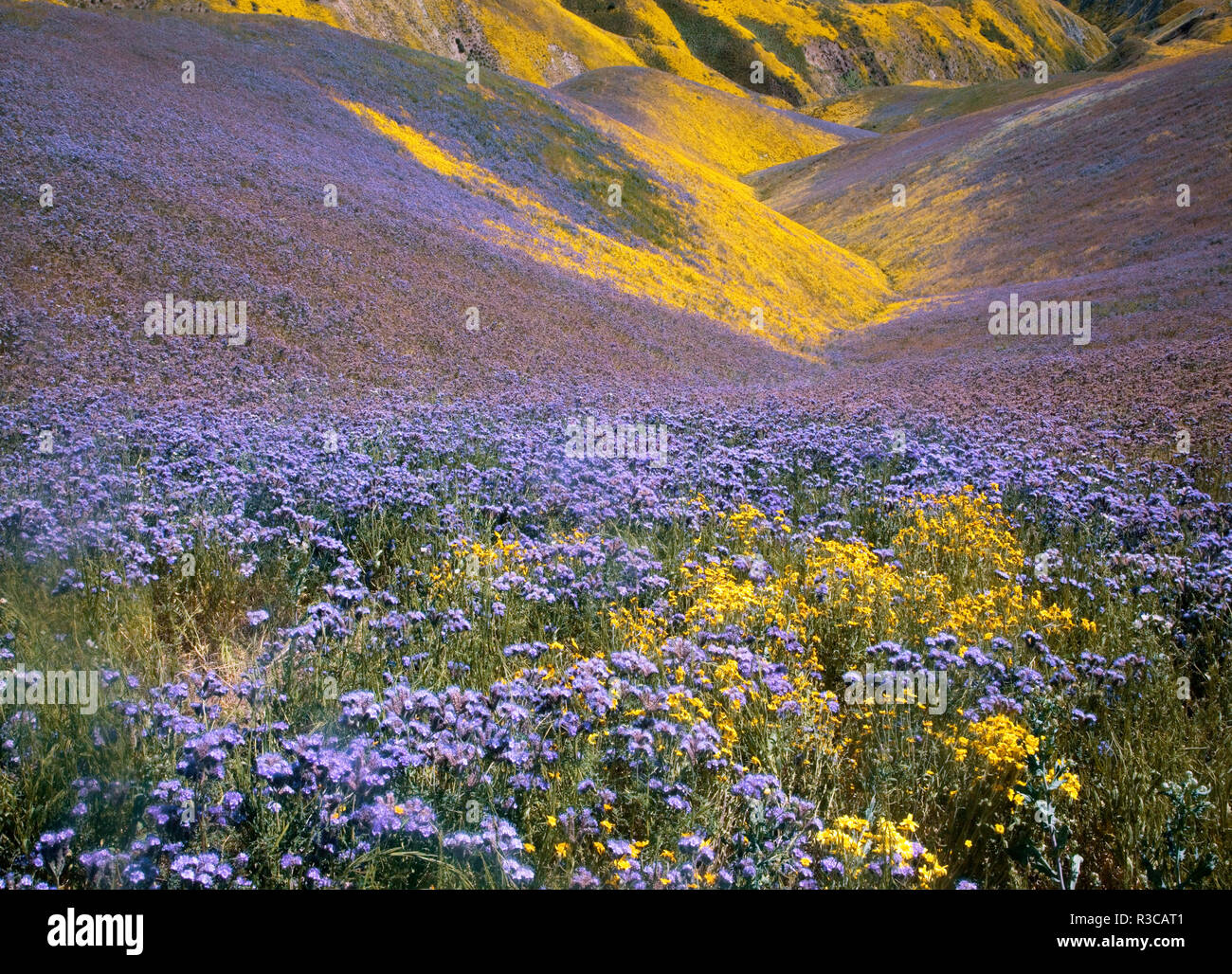 Carrizo plain super bloom hi-res stock photography and images - Alamy