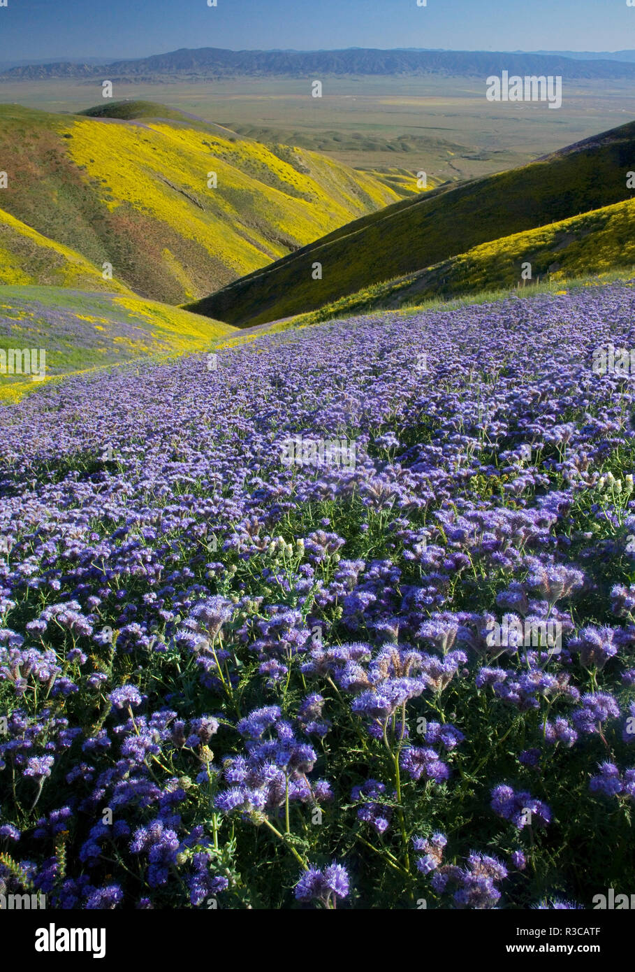 USA, California, Carrizo Plain National Monument, wildflowers Stock ...