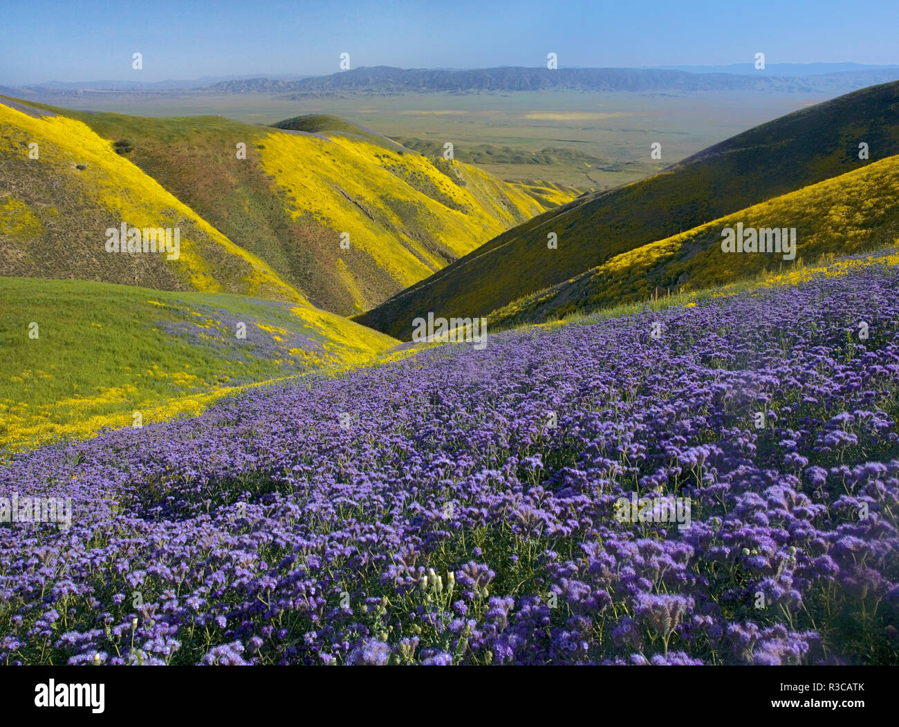 Carrizo plain super bloom hi-res stock photography and images - Alamy