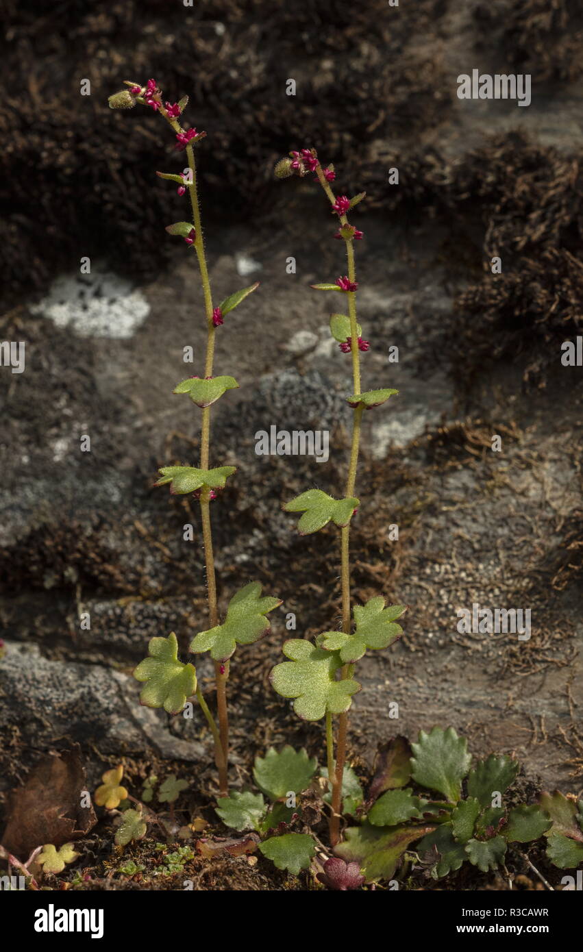 Bulbils hi-res stock photography and images - Alamy