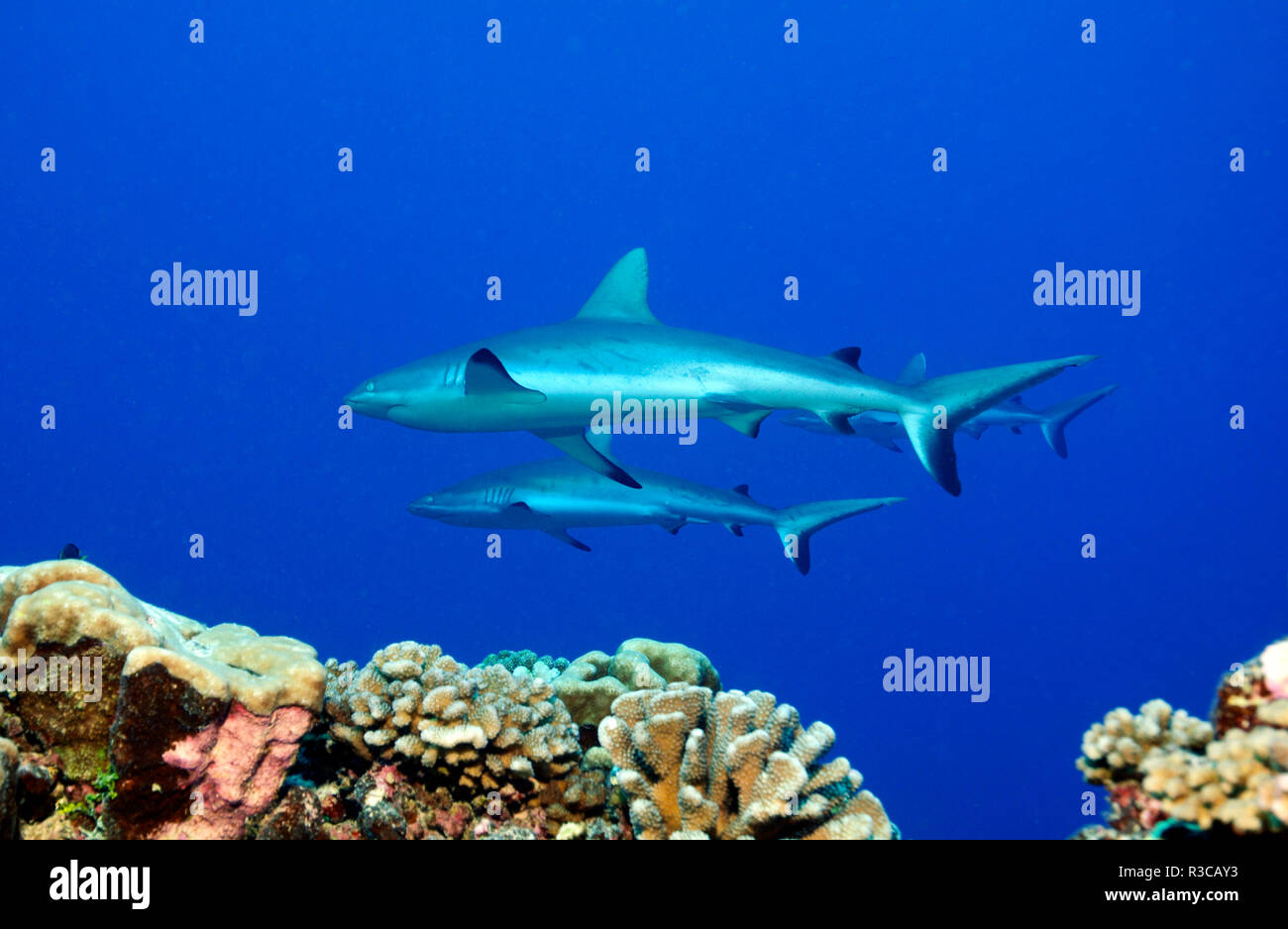 grey reef sharks Stock Photo - Alamy