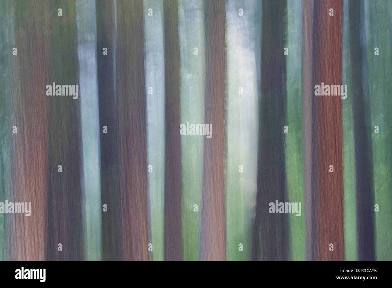 Evergreen Trees foggy morning Yosemite Valley, Yosemite National Park ...