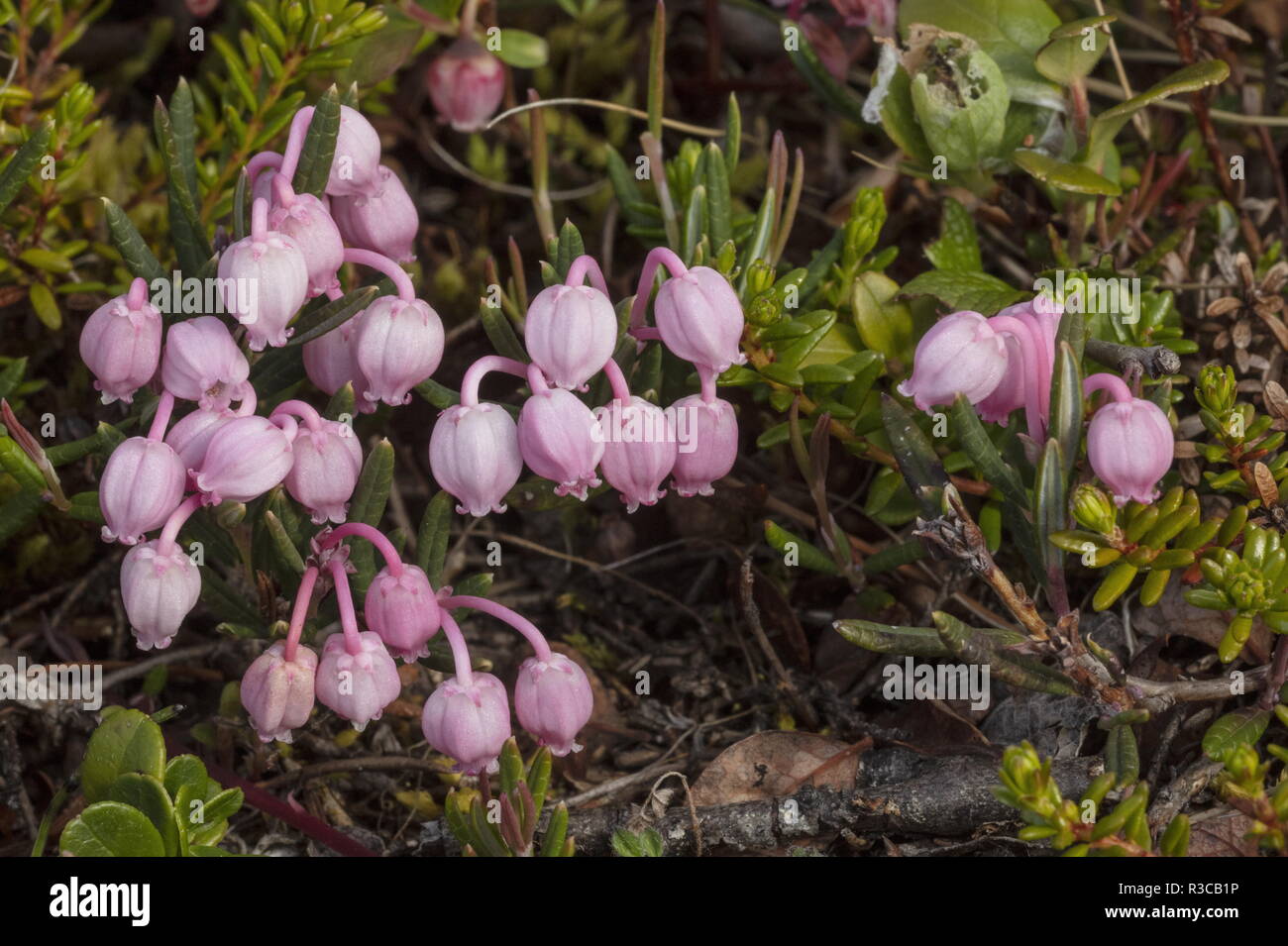 Bog rosemary hi-res stock photography and images - Alamy