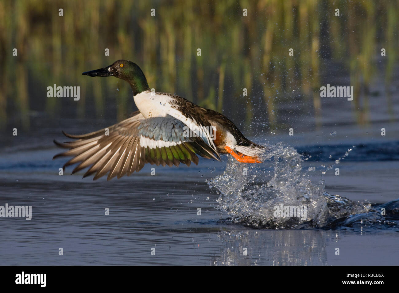 Northern Shoveler drake flying Stock Photo - Alamy