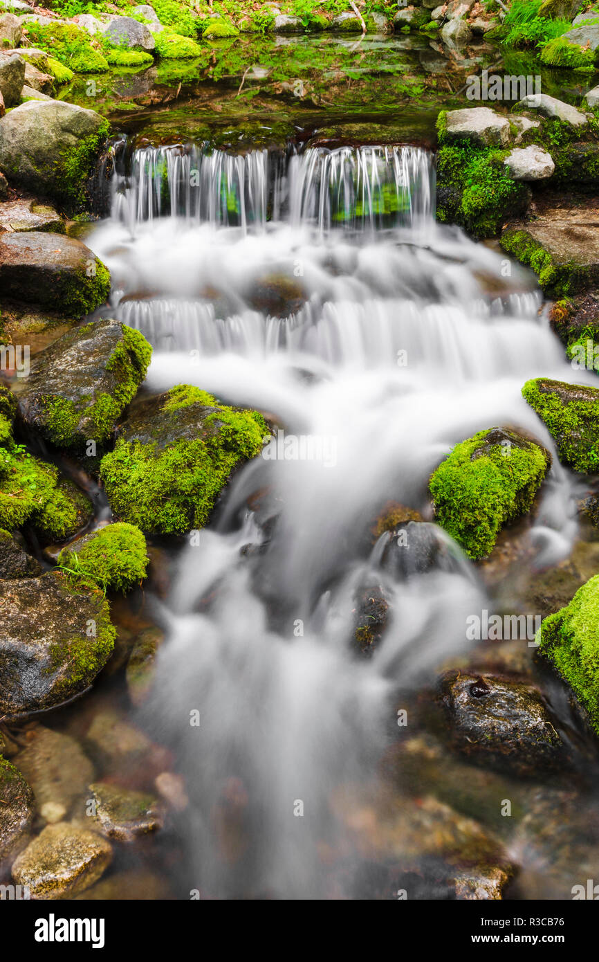 Fern Spring, Yosemite National Park, California, USA Stock Photo - Alamy
