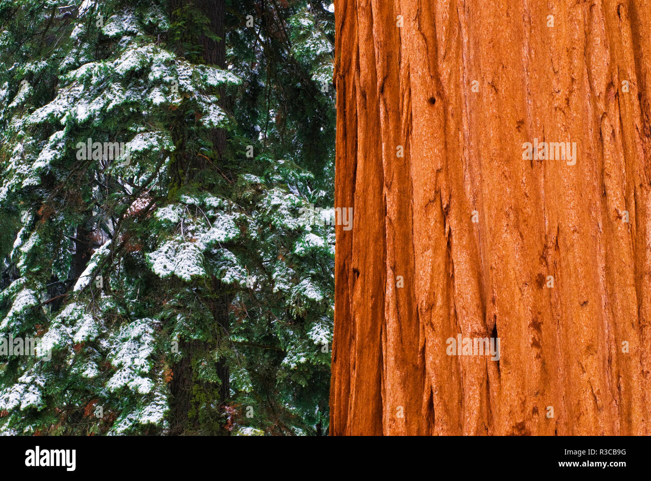 Giant Sequoia (Sequoiadendron giganteum) in winter, Giant Forest ...