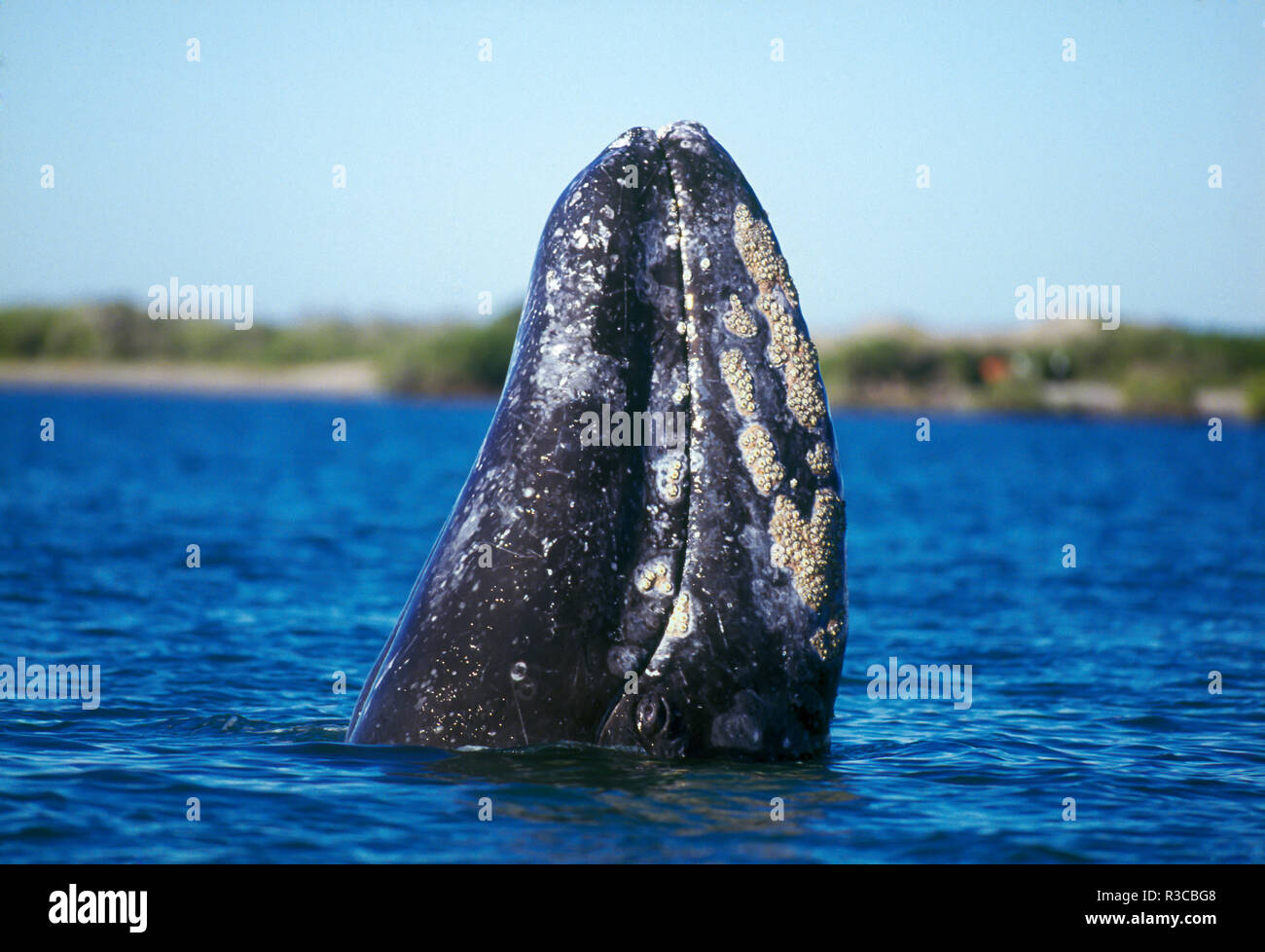 Spy Hopping Gray Whale, Sea of Cortez, Baja Stock Photo - Alamy