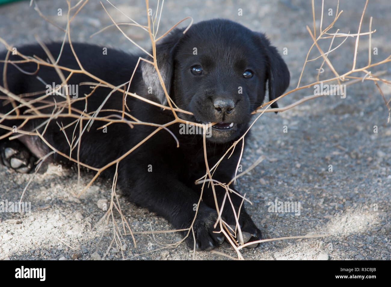 Black Labrador Retriever puppy chewing on a bush (PR Stock Photo - Alamy