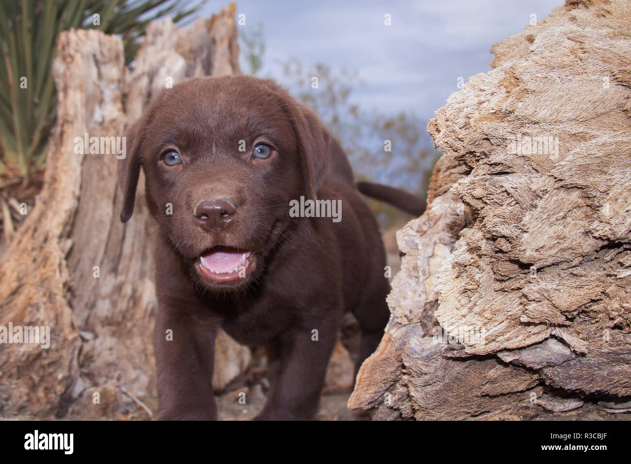 Chocolate Labrador Retriever puppy portrait (PR Stock Photo - Alamy