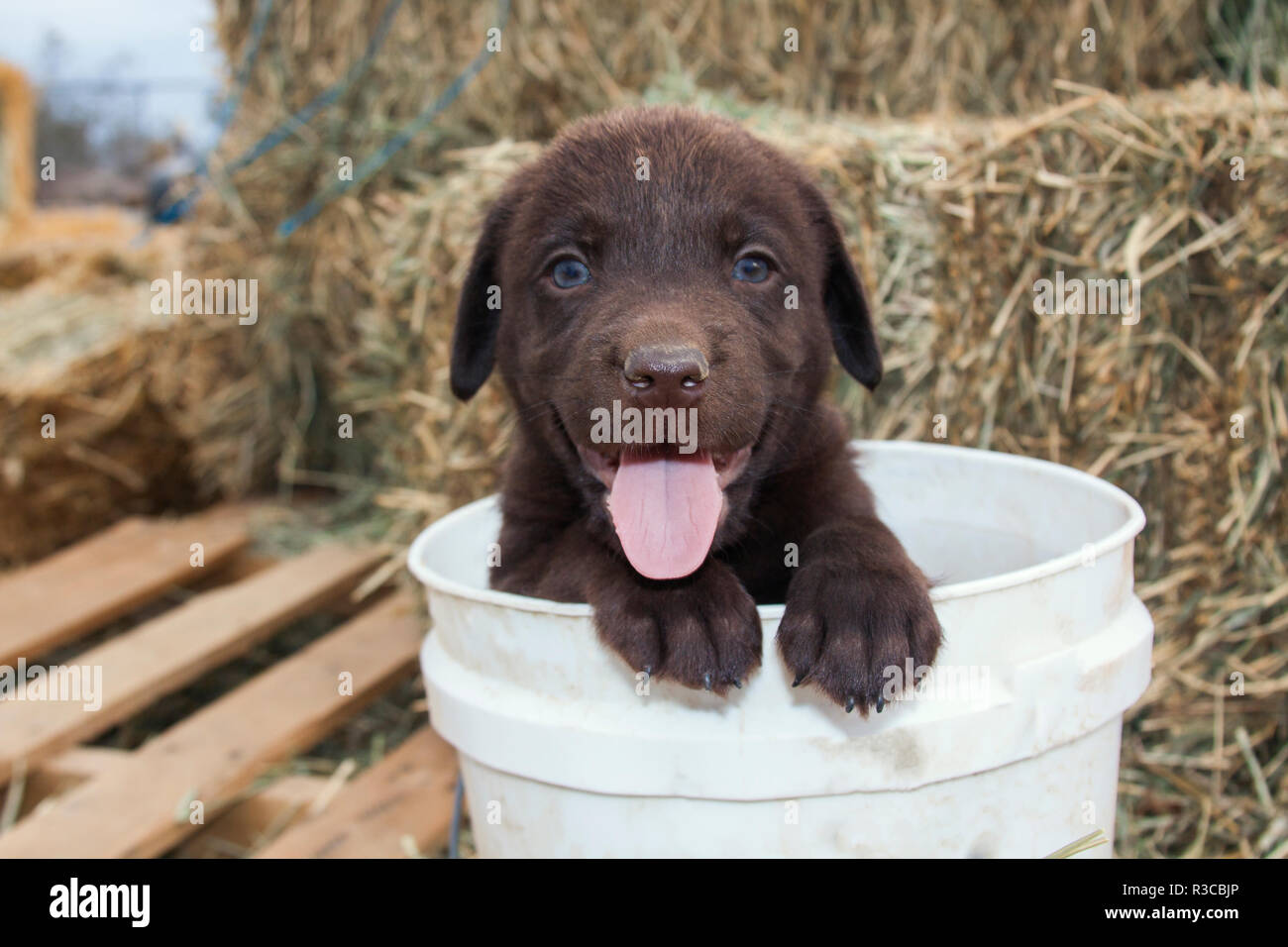 Chocolate Labrador Retriever puppy portrait (PR Stock Photo - Alamy