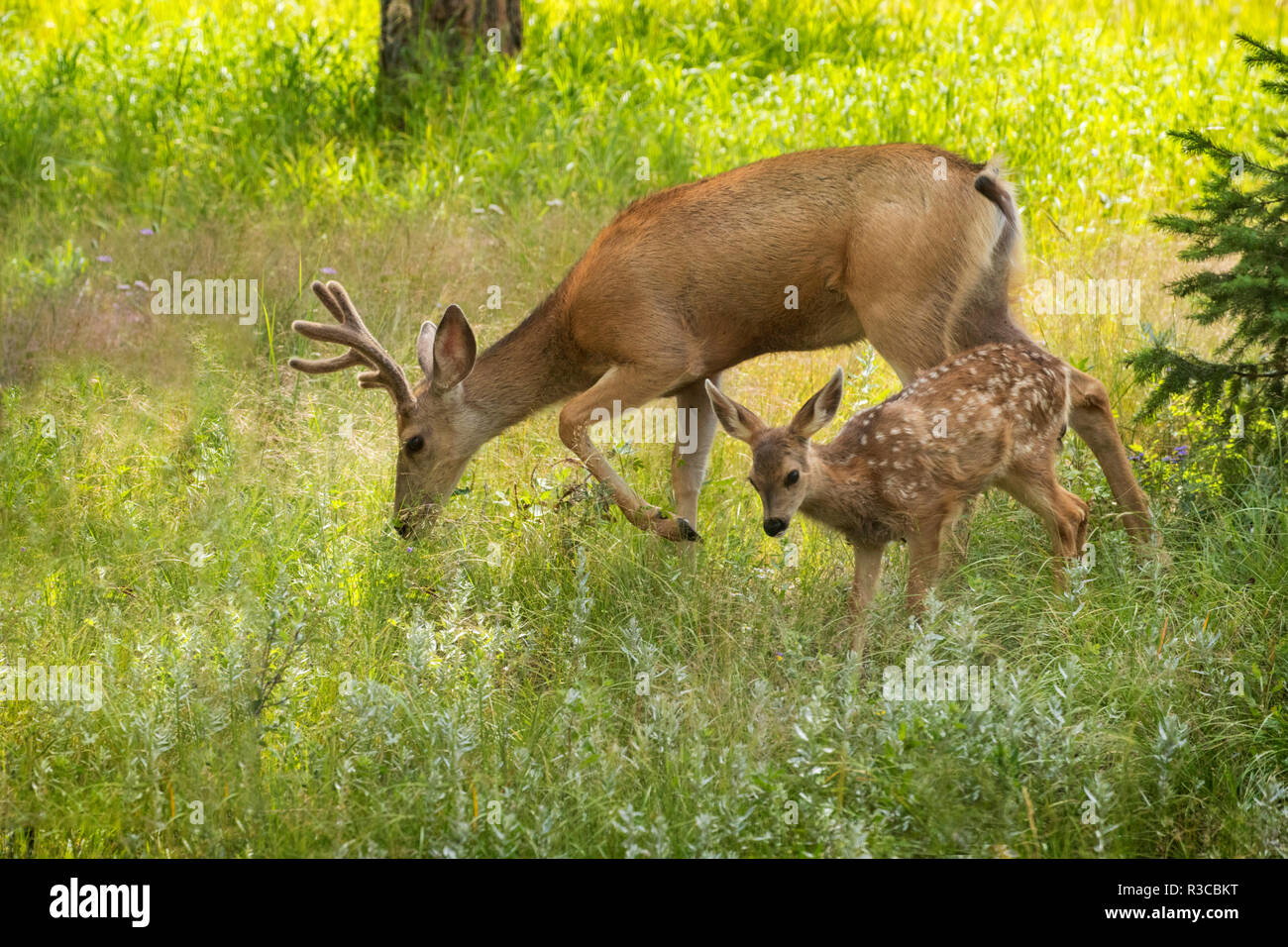 USA, Colorado, Pike National Forest. Mule deer young buck and fawn ...