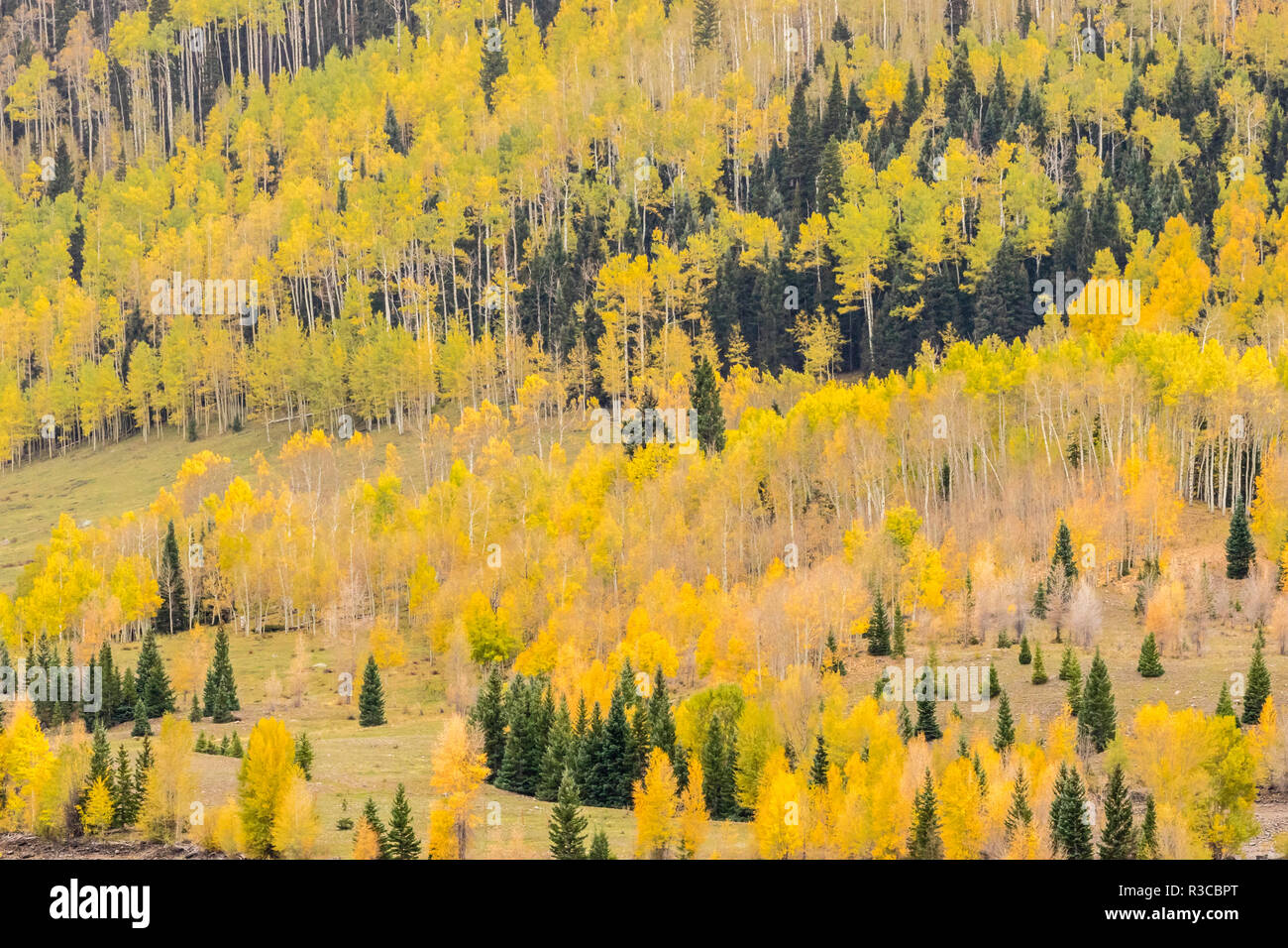 USA, Colorado, Gunnison National Forest. Mountain trees in fall color ...