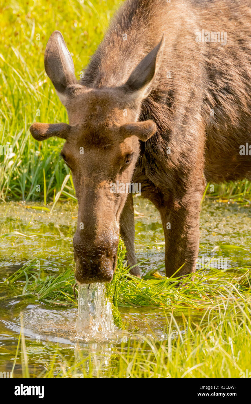 Moose In Water High Resolution Stock Photography and Images - Alamy