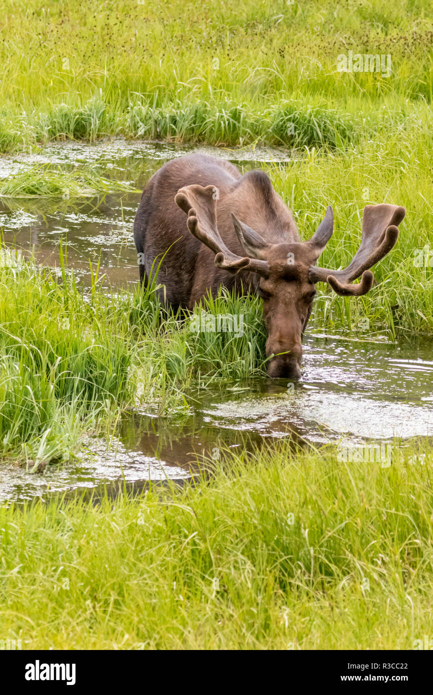 Moose in water hi-res stock photography and images - Alamy