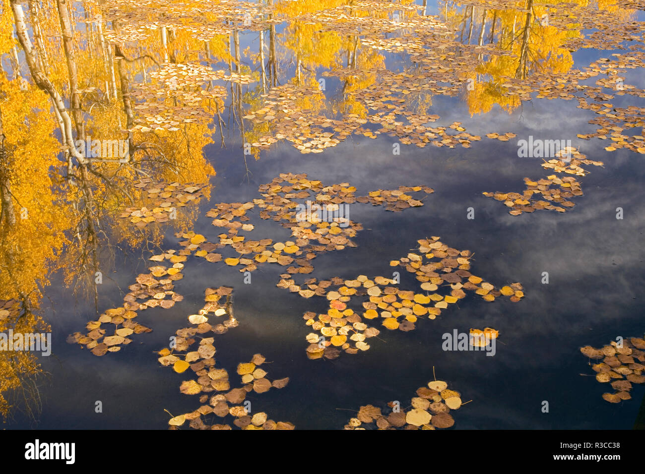 Aspen forest pond hi-res stock photography and images - Alamy