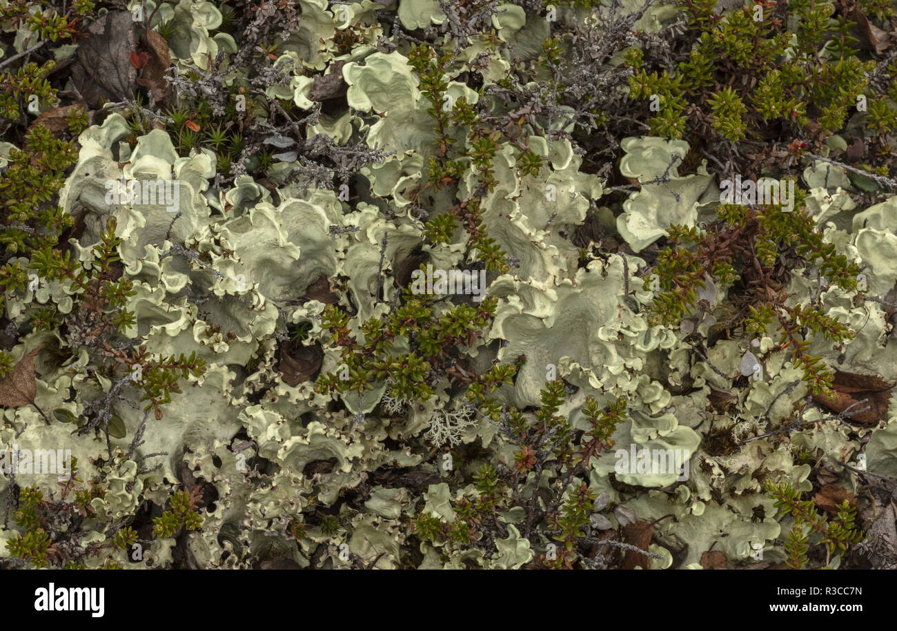 Lichen Arctic Stock Photos & Lichen Arctic Stock Images - Alamy
