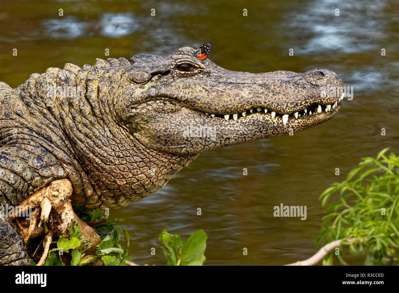 American alligator sunning with butterfly on head, Alligator ...