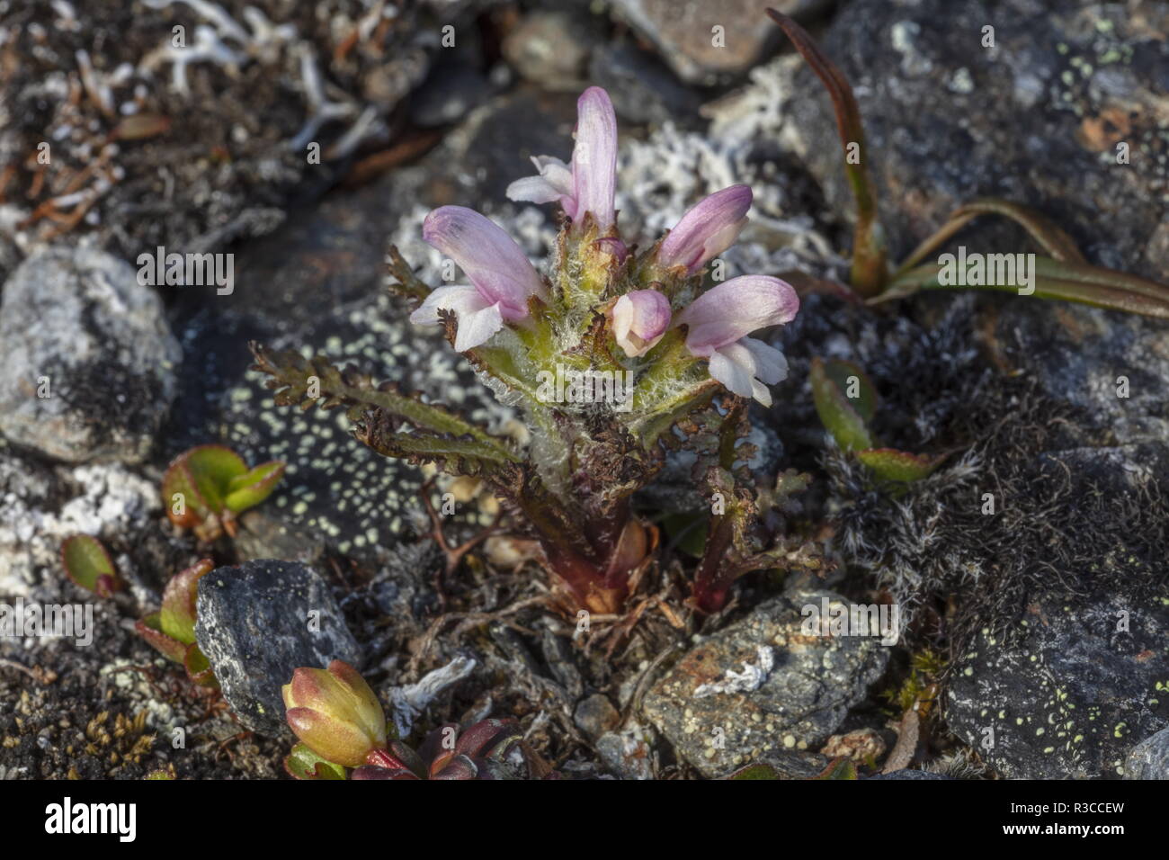 Lousewort Arctic Stock Photos & Lousewort Arctic Stock Images - Alamy