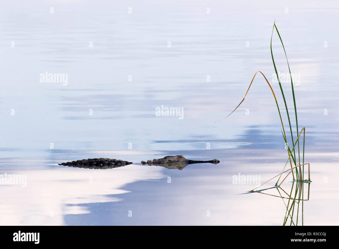 American alligator and sky reflection, Alligator mississippiensis ...