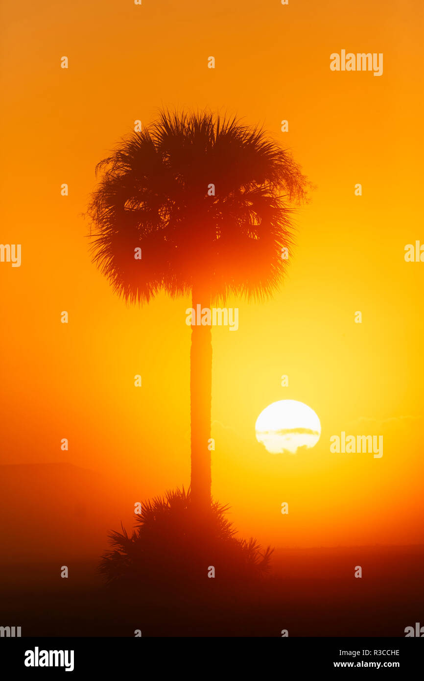 Palm tree silhouetted at sunrise, Viera Wetlands or Rich Grissom ...