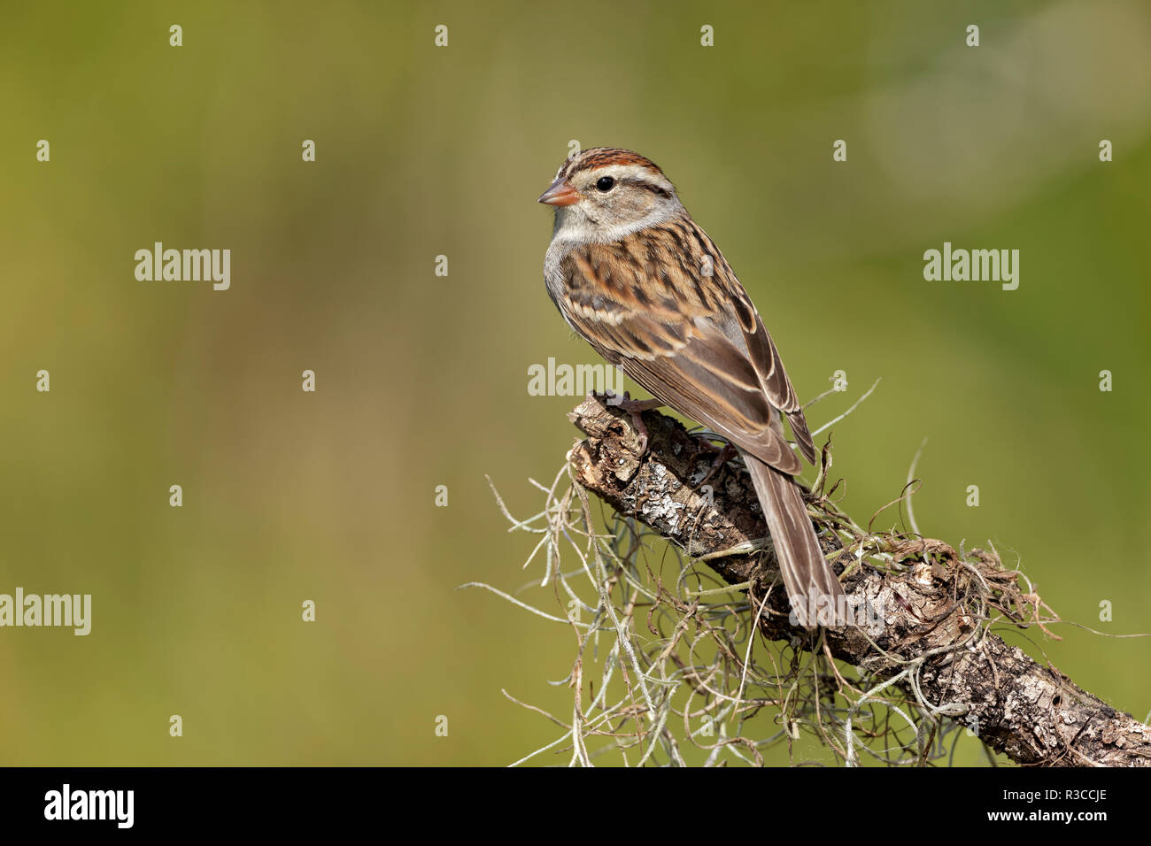 Swamp sparrow hi-res stock photography and images - Alamy