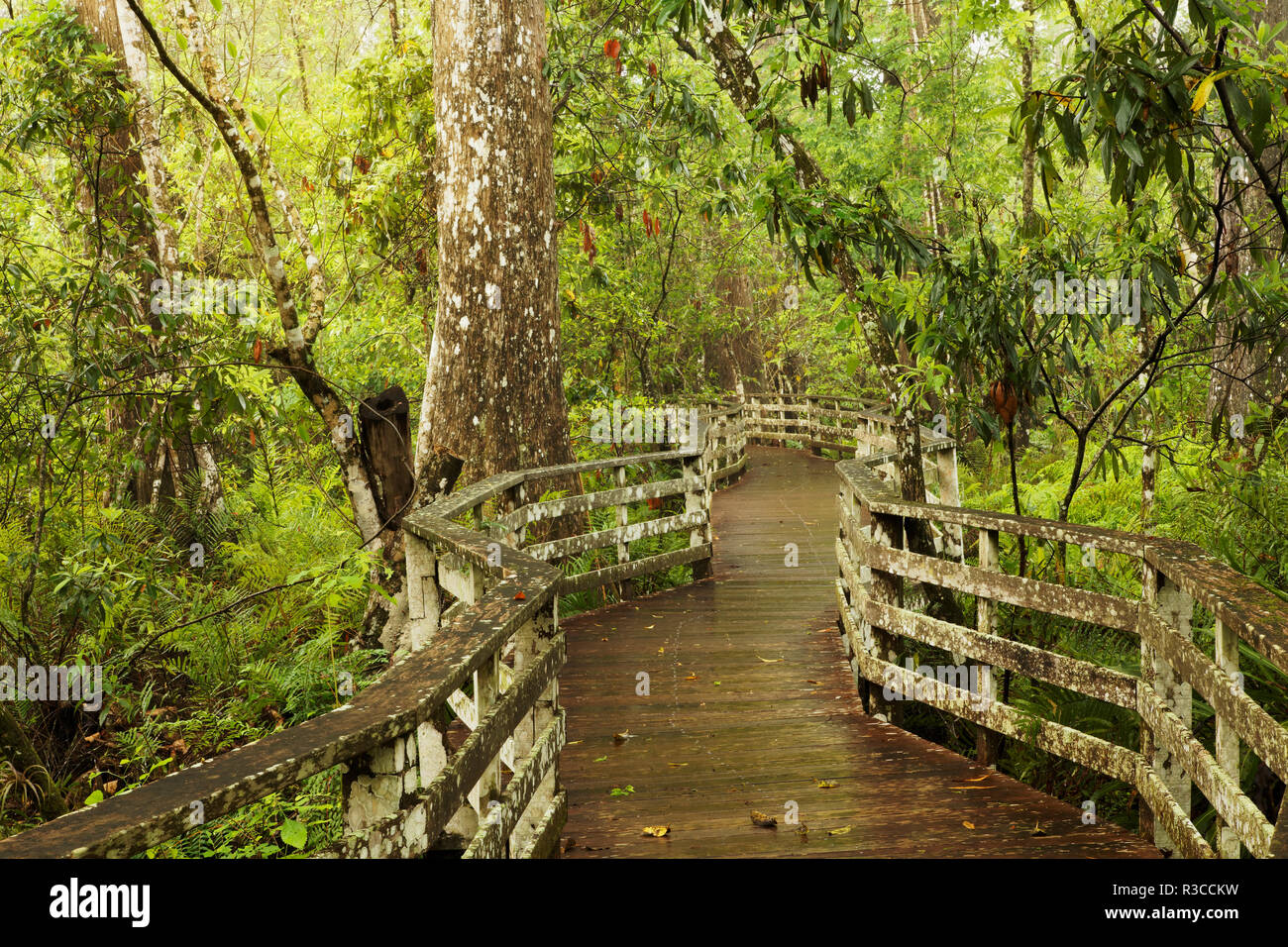 Audubon corkscrew swamp hi-res stock photography and images - Alamy