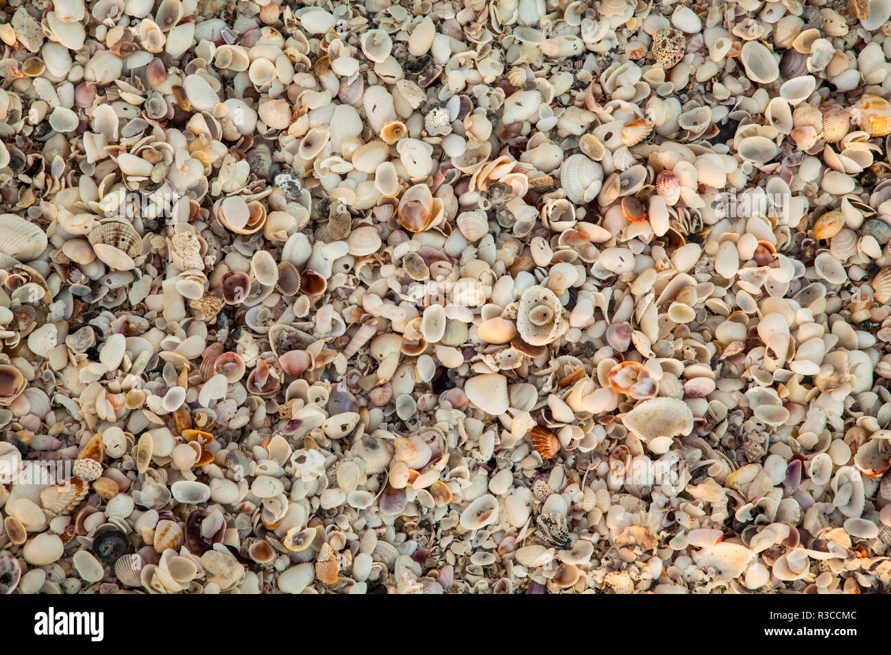 Shell pattern on beach, Boca Grande, Florida Stock Photo - Alamy