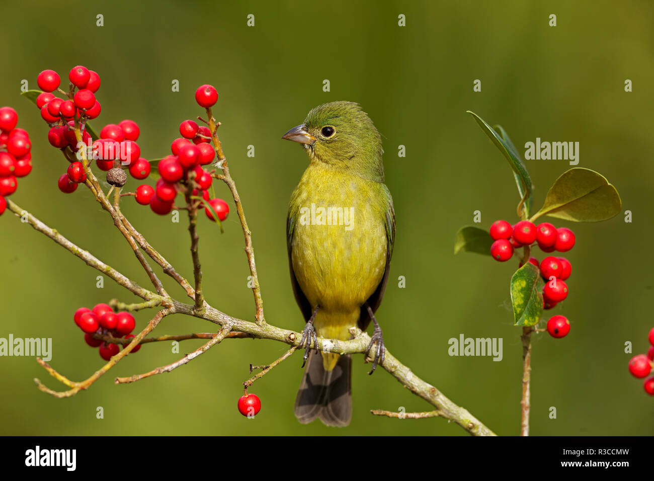 Female painted bunting hi-res stock photography and images - Alamy