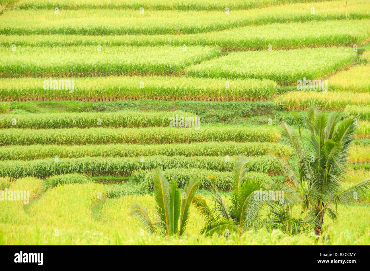rice terraces in bali,indonesia,detail Stock Photo - Alamy