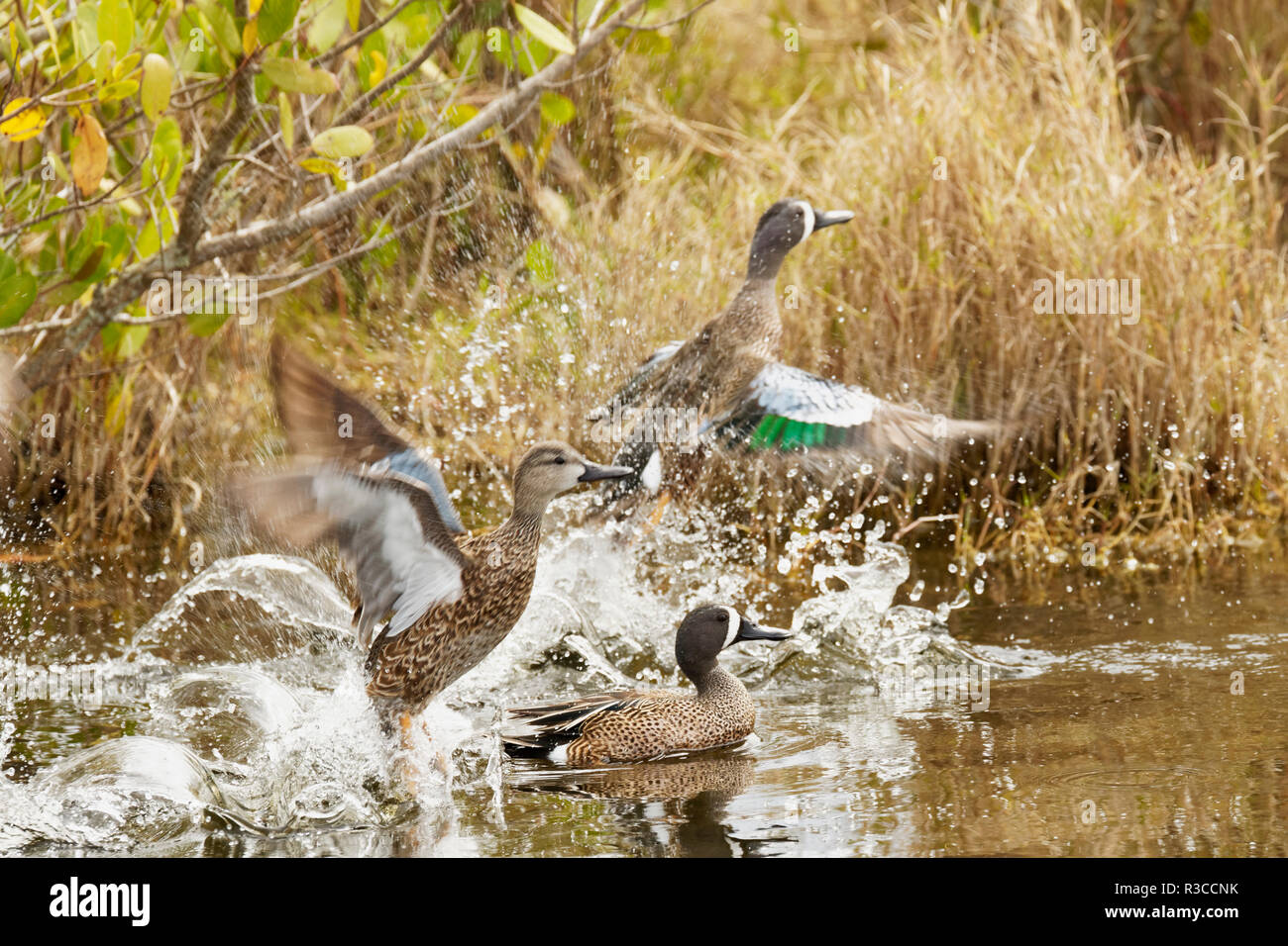 Blue winged teal flying hi-res stock photography and images - Alamy