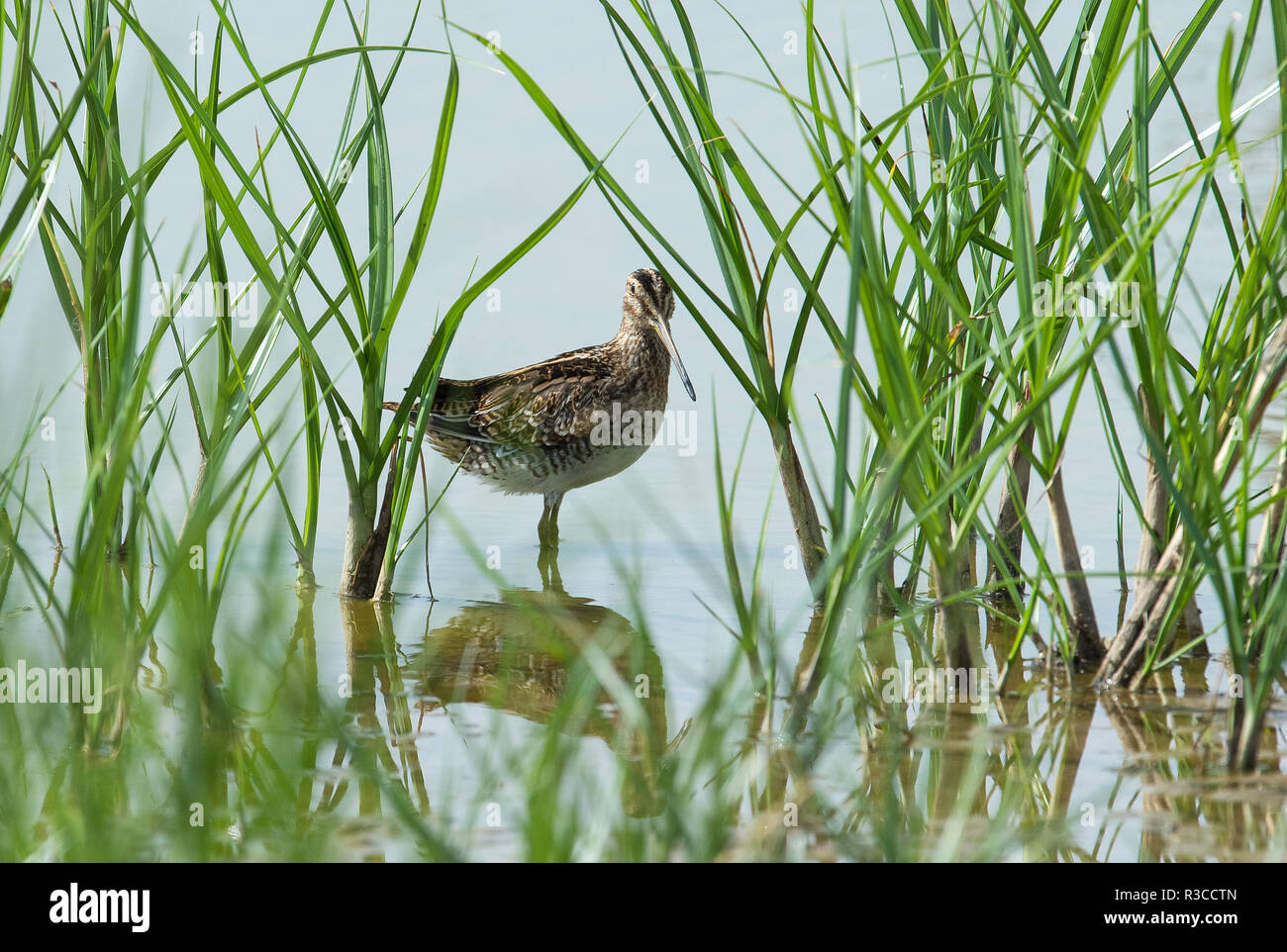 Common Snipe, Frampton Marsh, Lincolnshire Stock Photo - Alamy