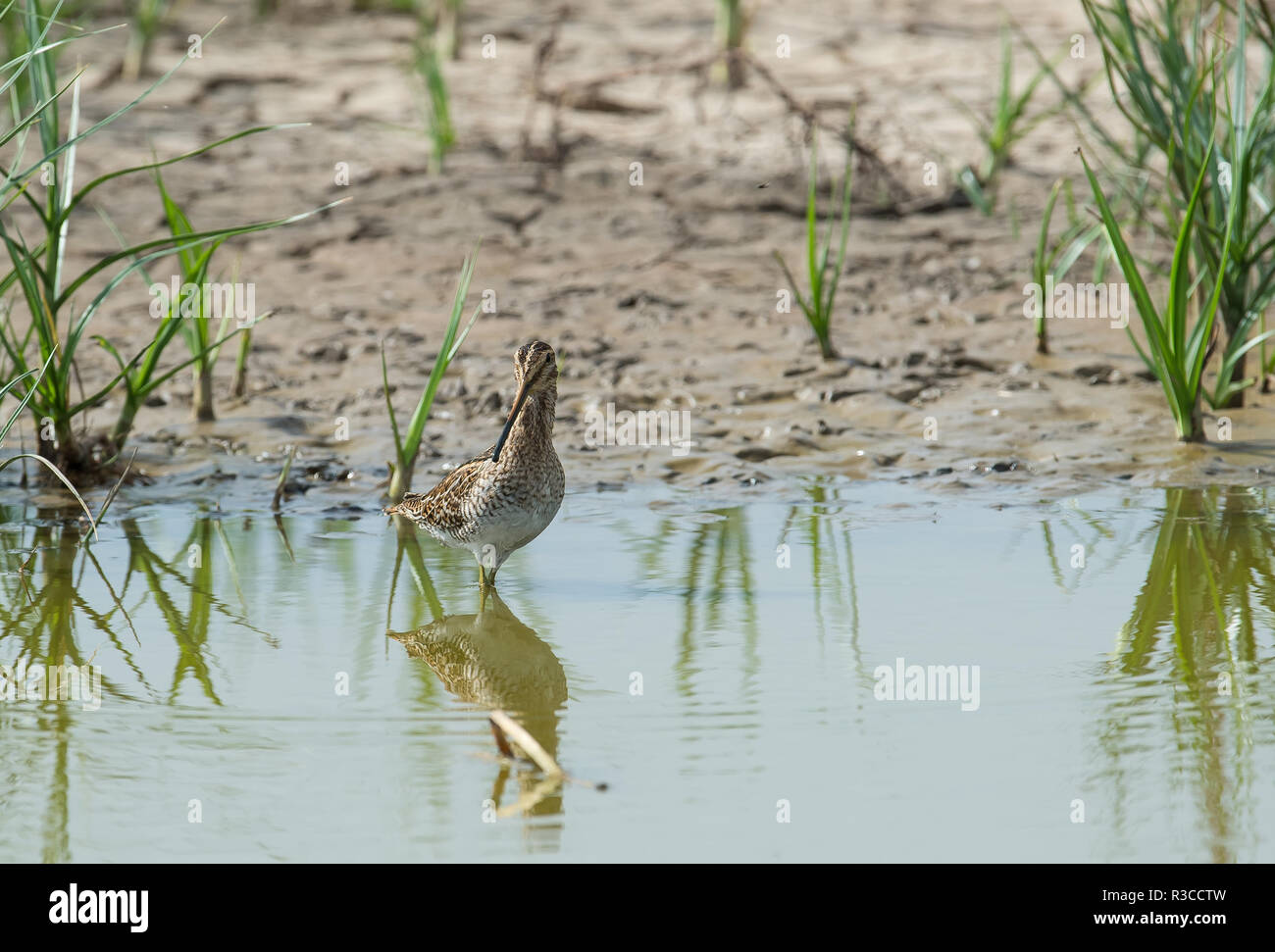 Common Snipe, Frampton Marsh, Lincolnshire Stock Photo - Alamy