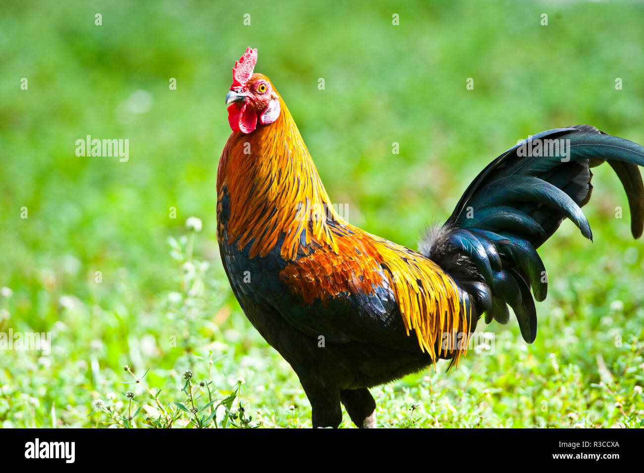 Young Black Copper Maran Rooster