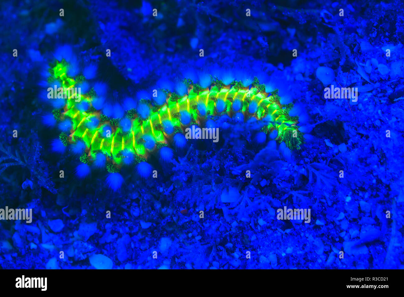 Bearded Fireworm (Hermodice carunculata), Underwater Fluorescence, Blue ...